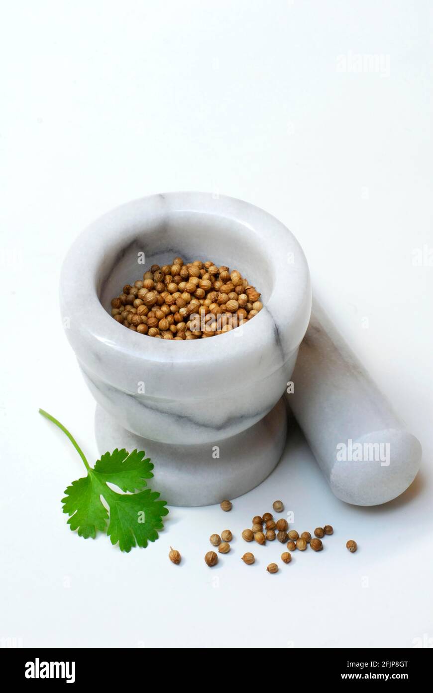 Corianderseed (Coriandrum sativum), mortar Stock Photo - Alamy
