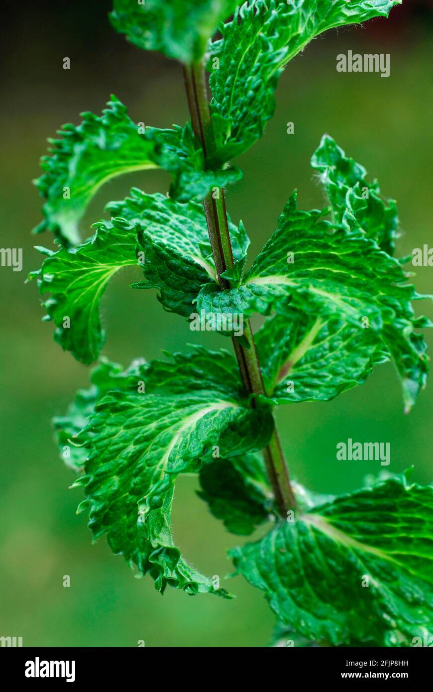 Spearmint (Mentha spicata) peppermint Stock Photo - Alamy