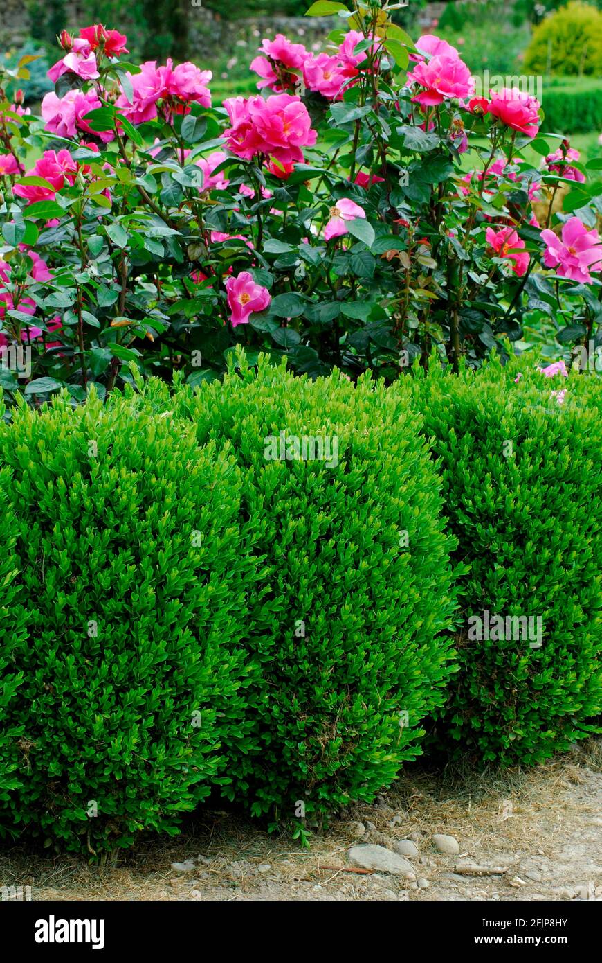 Rose and boxwood hi-res stock photography and images - Alamy