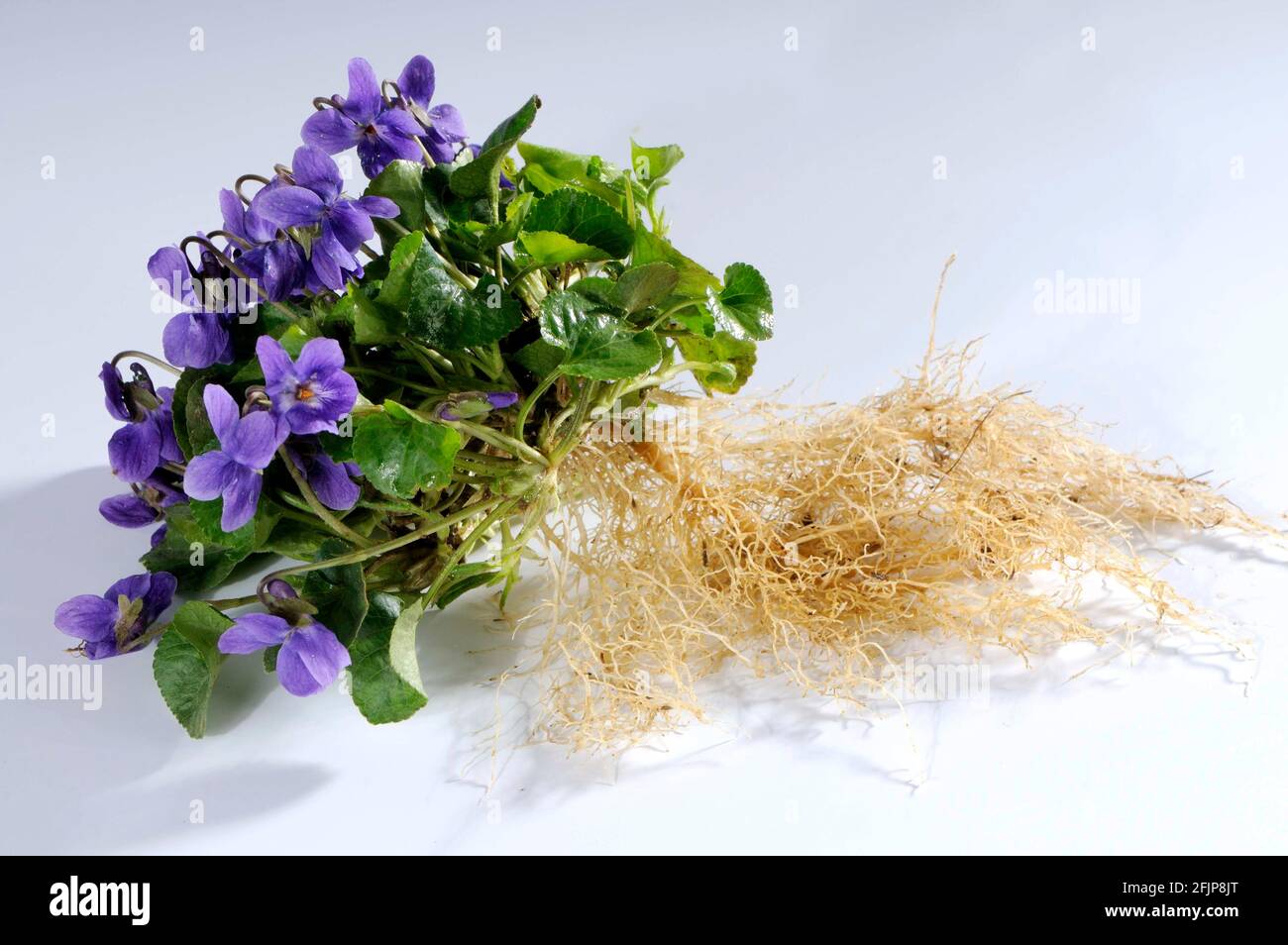 Wood violet (Viola odorata) with root, sweet violet, fragrant violet ...