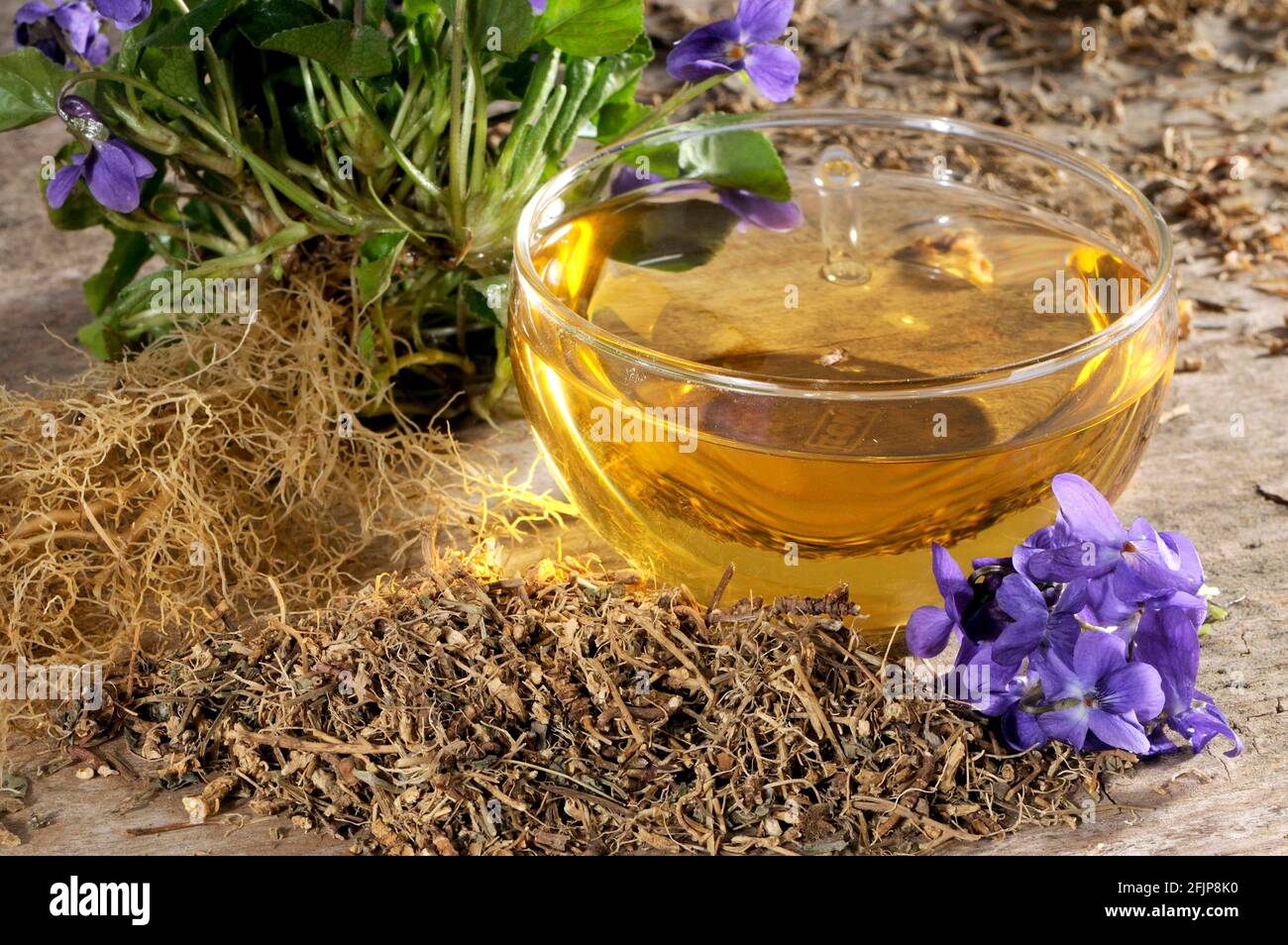 Cup of violet root tea, fragrant violet (Viola odorata), sweet violet ...