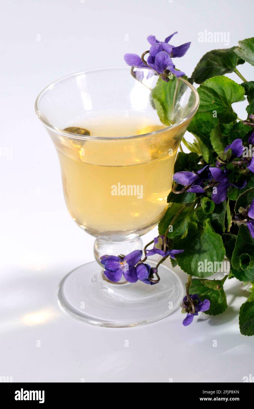 Glass of violet wine, fragrant violet (Viola odorata), sweet violet ...
