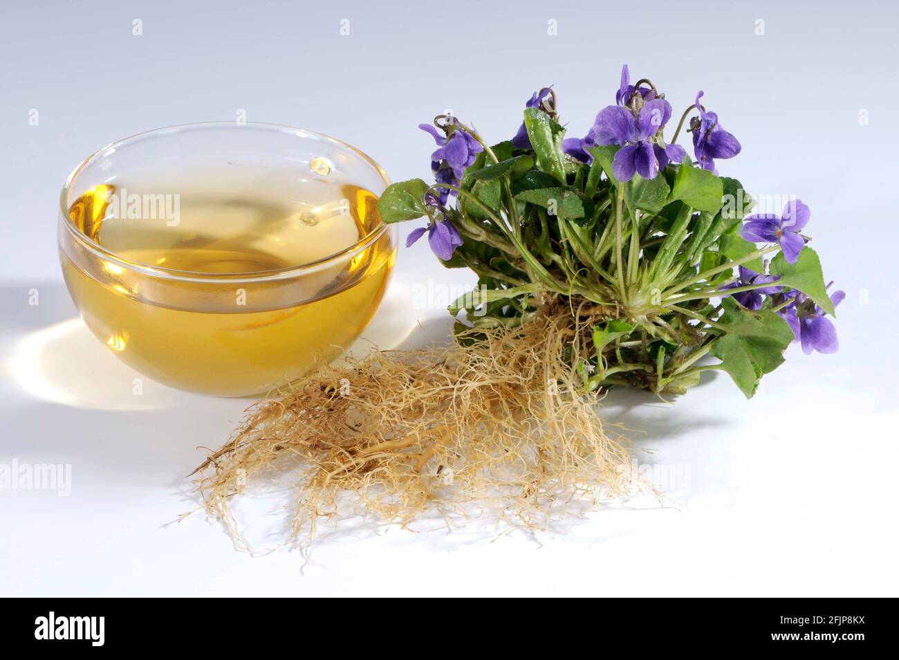 Cup of violet root tea, fragrant violet (Viola odorata), sweet violet ...