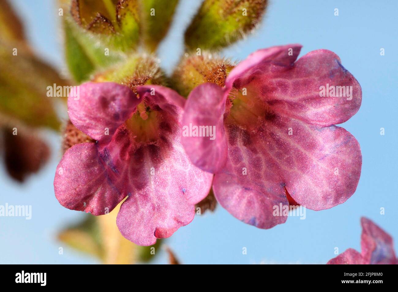 Common lungwort (Pulmonaria officinalis Stock Photo - Alamy