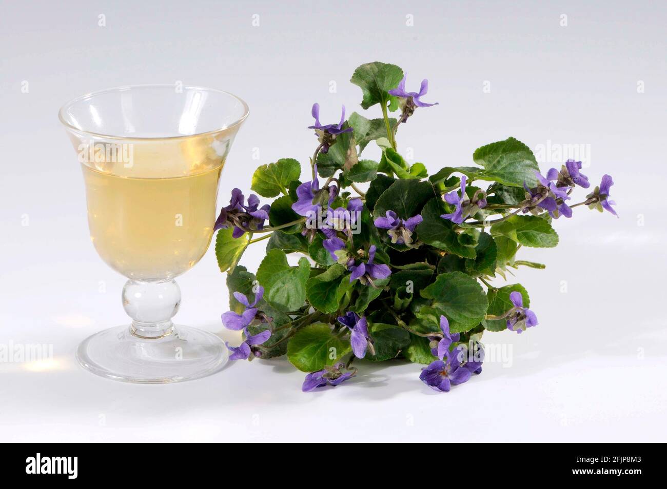 Glass of violet wine, fragrant violet (Viola odorata), sweet violet ...