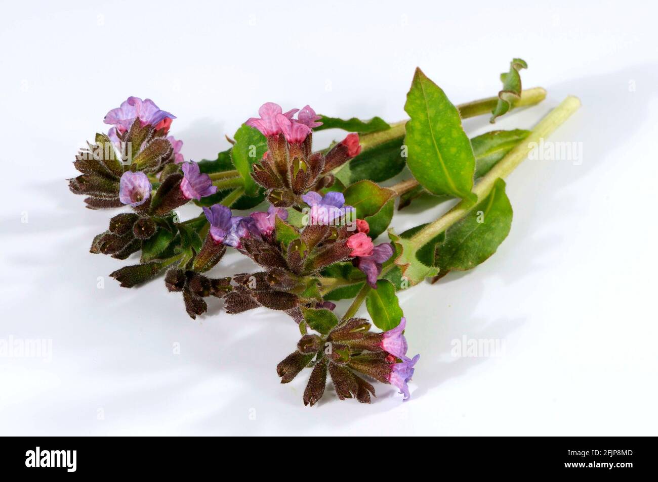 Common lungwort (Pulmonaria officinalis Stock Photo - Alamy