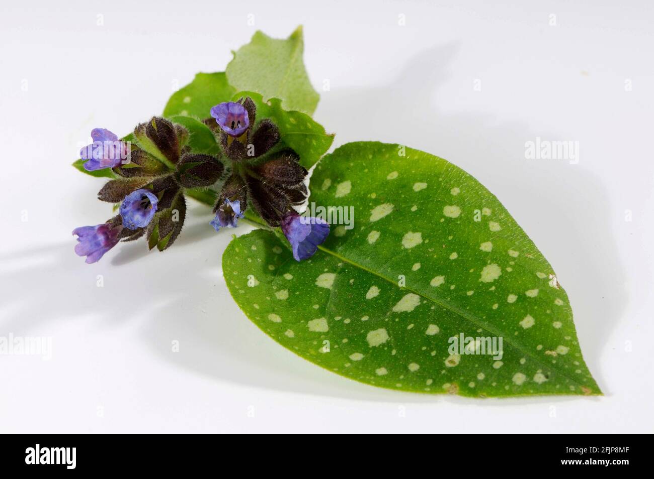Common lungwort (Pulmonaria officinalis), leaf Stock Photo - Alamy