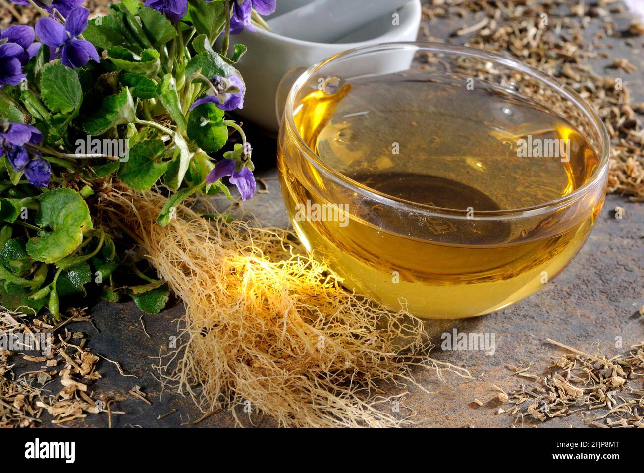Cup of violet root tea, fragrant violet (Viola odorata), sweet violet ...