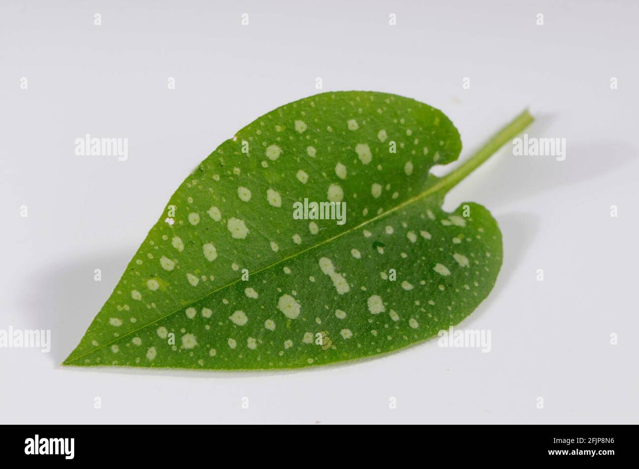 Common lungwort (Pulmonaria officinalis), leaf Stock Photo - Alamy
