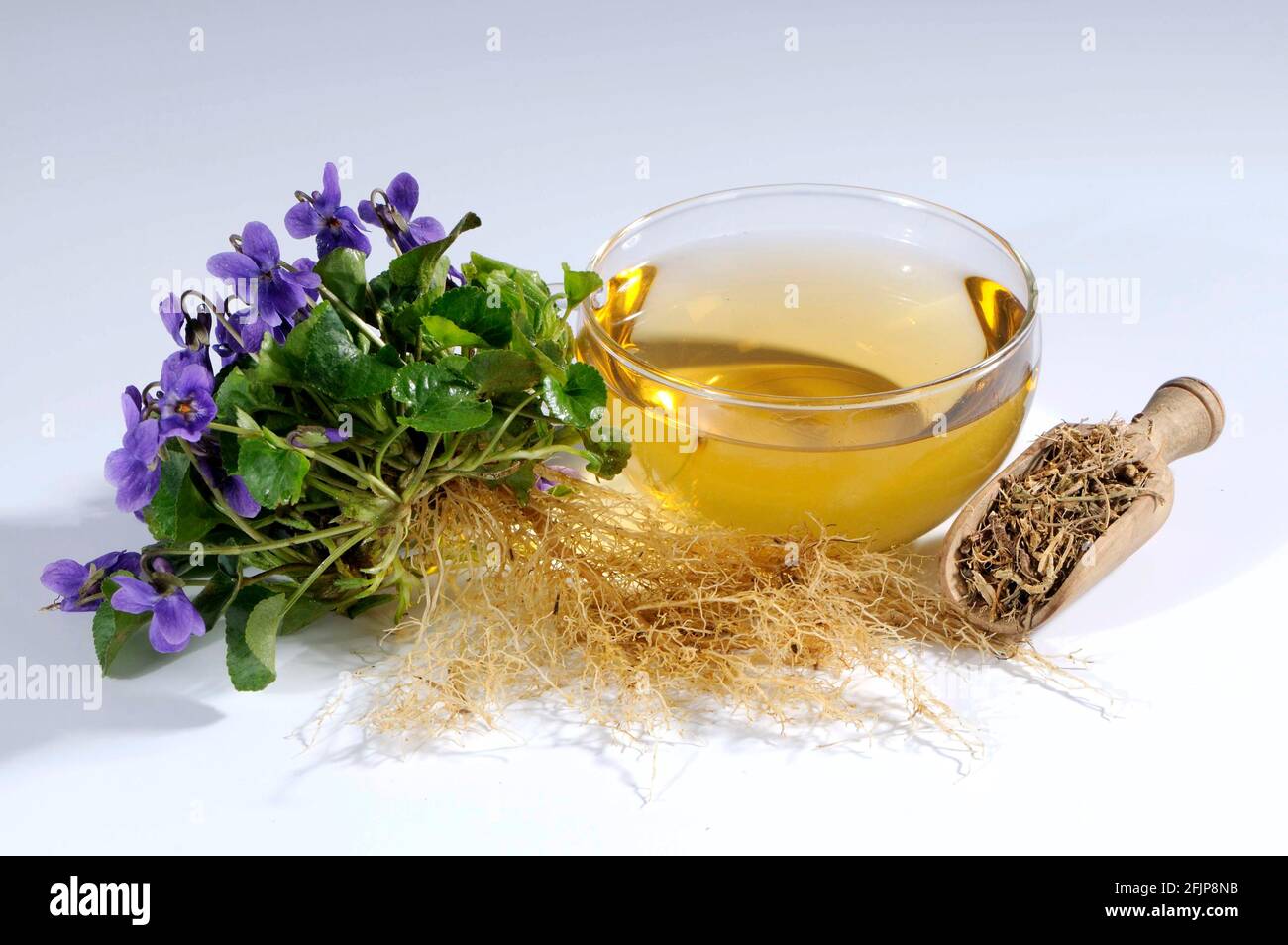 Cup of violet root tea, fragrant violet (Viola odorata), sweet violet ...