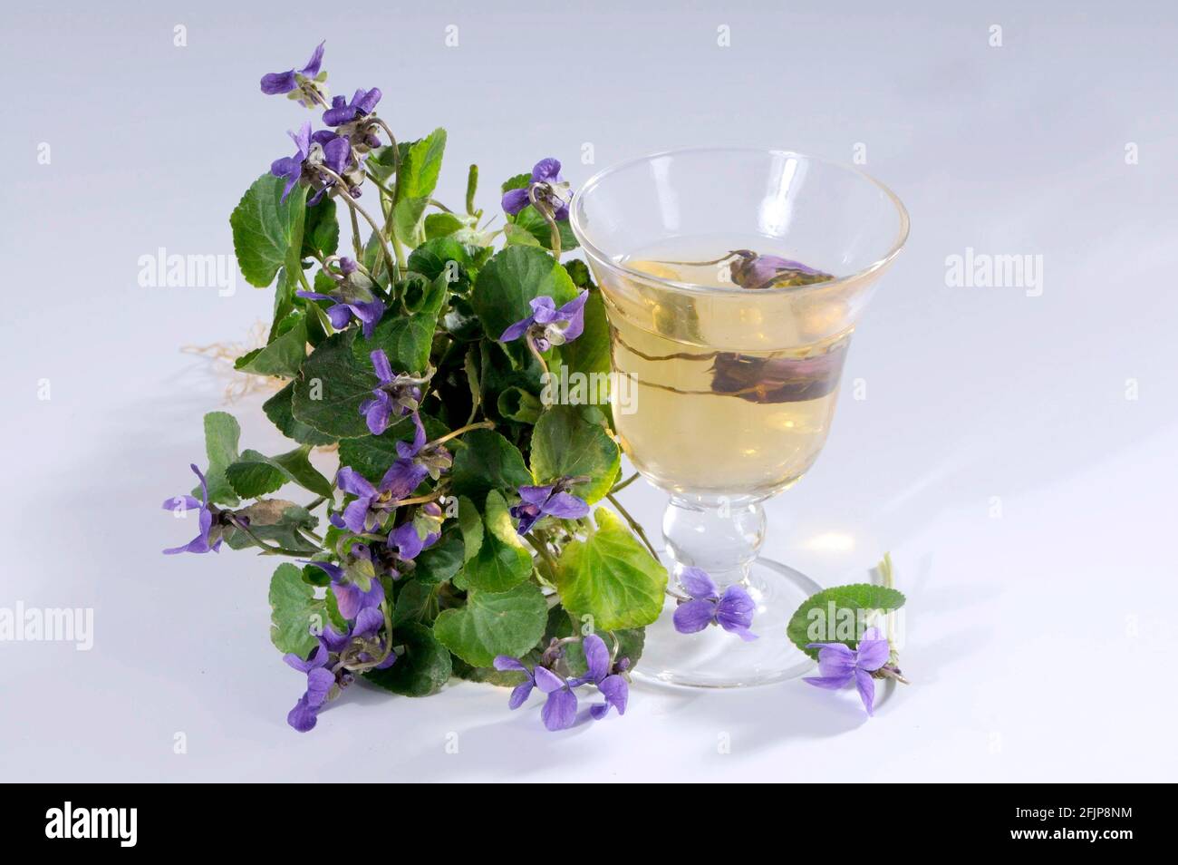 Glass of violet wine, fragrant violet (Viola odorata), sweet violet ...