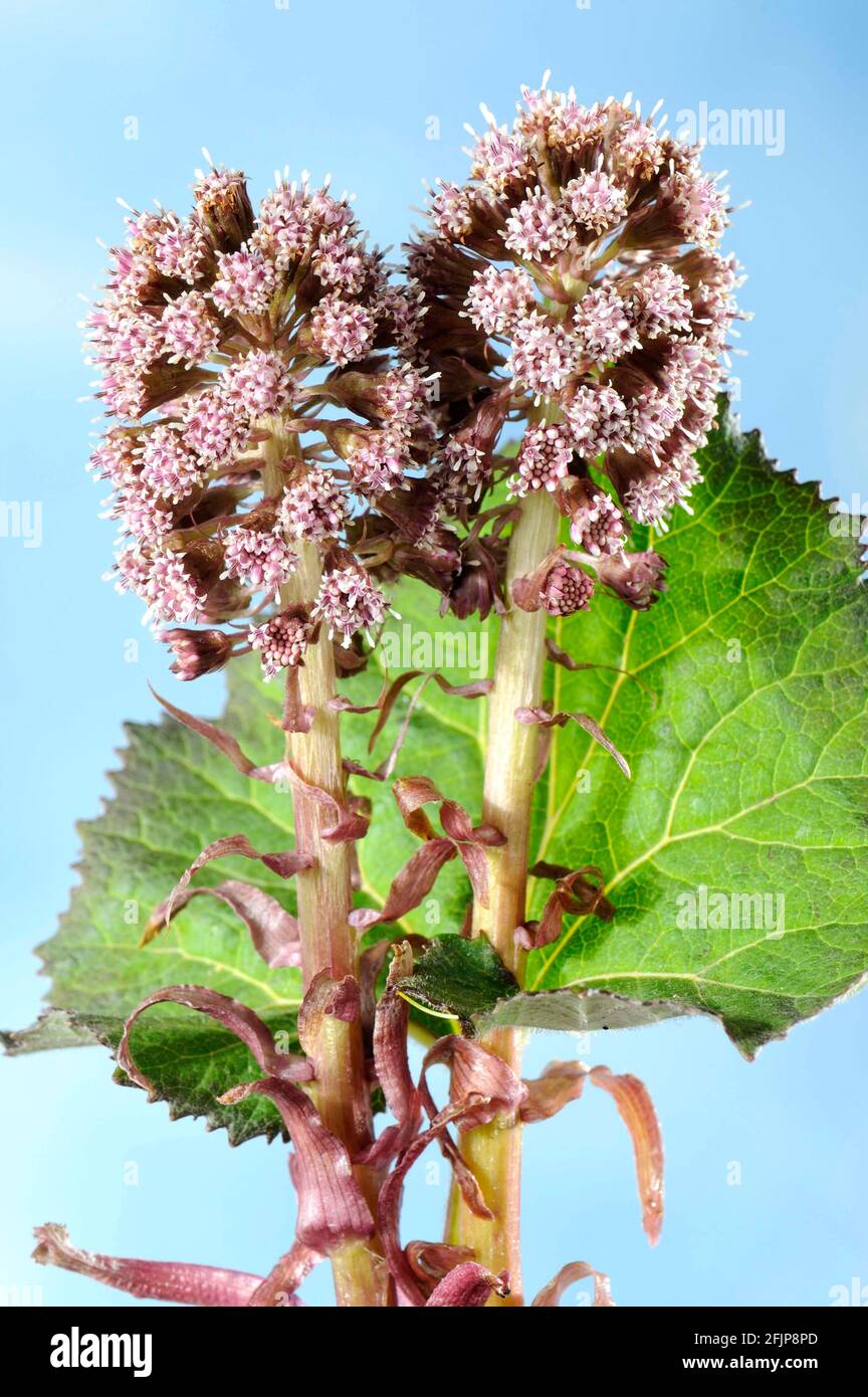 Butterbur (Petasites hybridus Stock Photo - Alamy