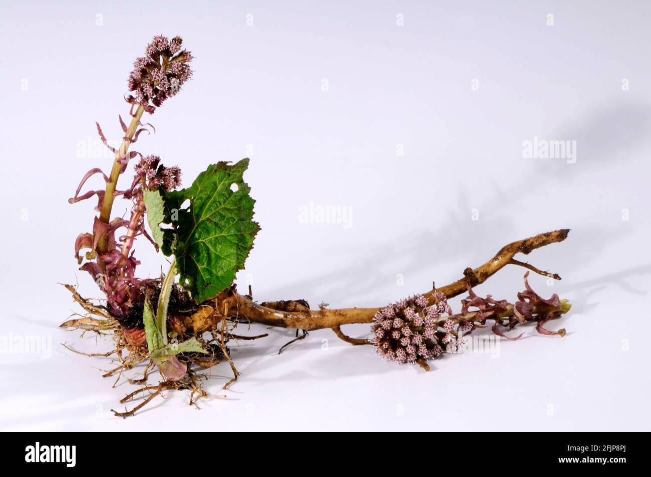 Common butterbur with root (Petasites hybridus Stock Photo - Alamy