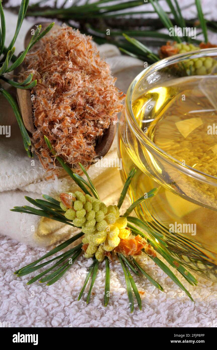 Cup of pine sprout tea (Pinus silvestris Stock Photo - Alamy