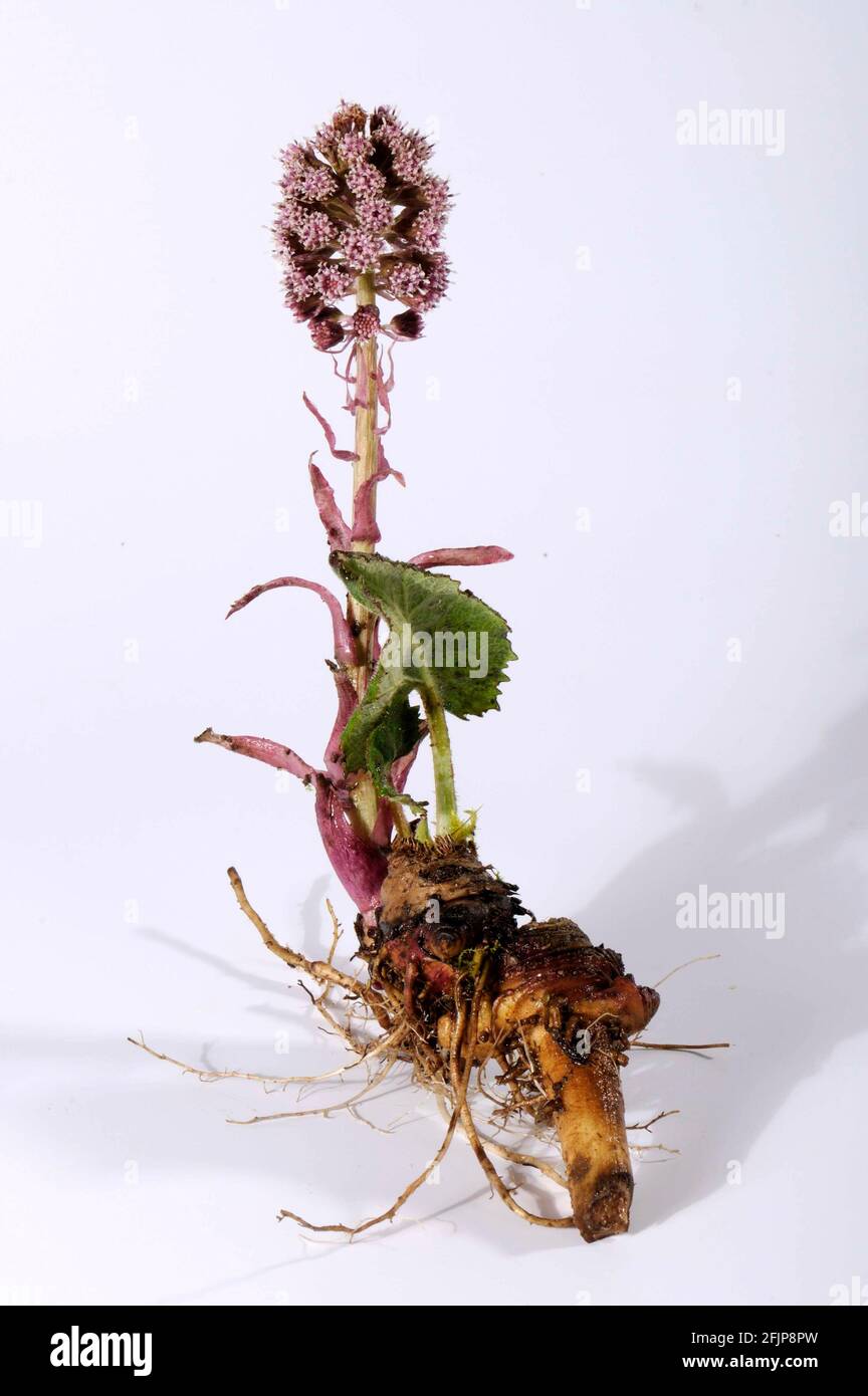 Common butterbur with root (Petasites hybridus Stock Photo - Alamy