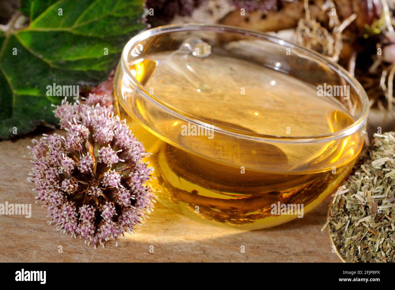 Common butterbur, cup butterbur tea (Petasites hybridus Stock Photo - Alamy