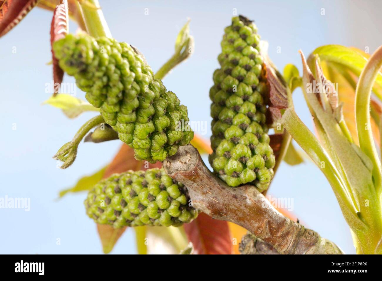 Walnut, inflorescence (Juglans regia Stock Photo - Alamy