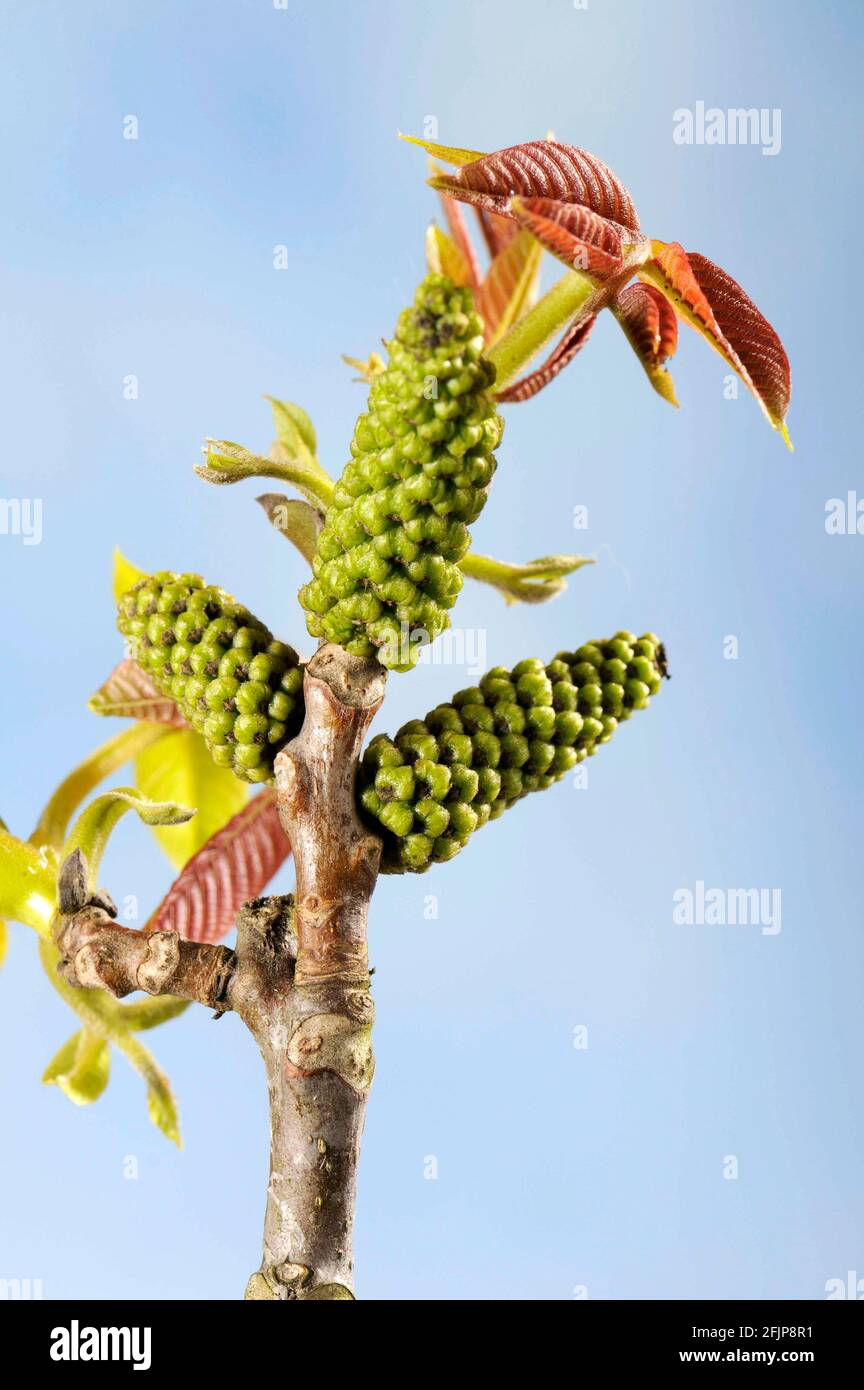 Walnut, inflorescence (Juglans regia Stock Photo - Alamy