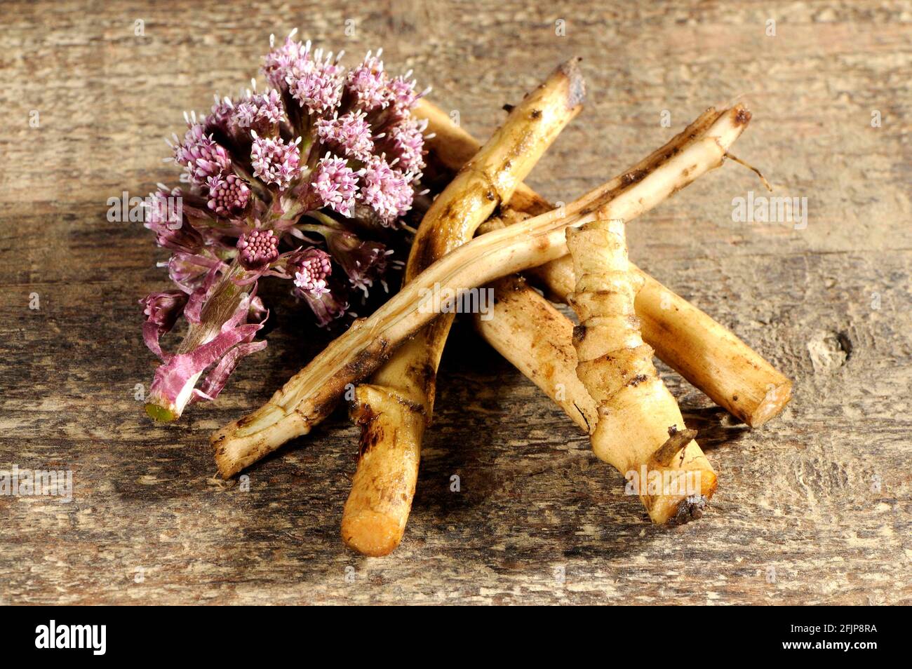 Common butterbur with root (Petasites hybridus Stock Photo - Alamy