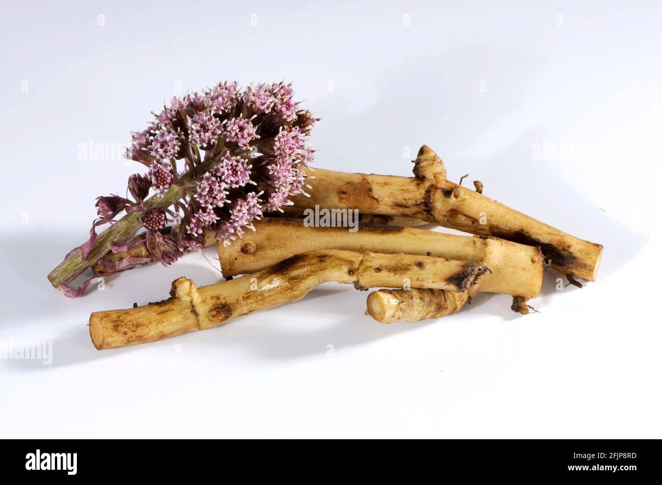 Common butterbur with root (Petasites hybridus Stock Photo - Alamy