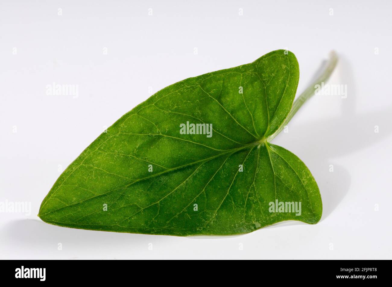 Common arum maculatum, leaf Stock Photo - Alamy