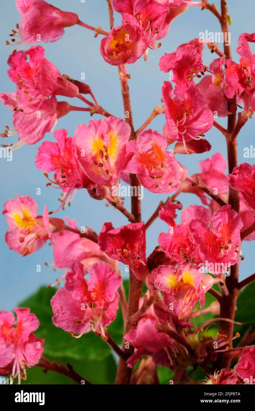 Red chestnut (Aesculus carnea), Red flowering horse chestnut, Red ...