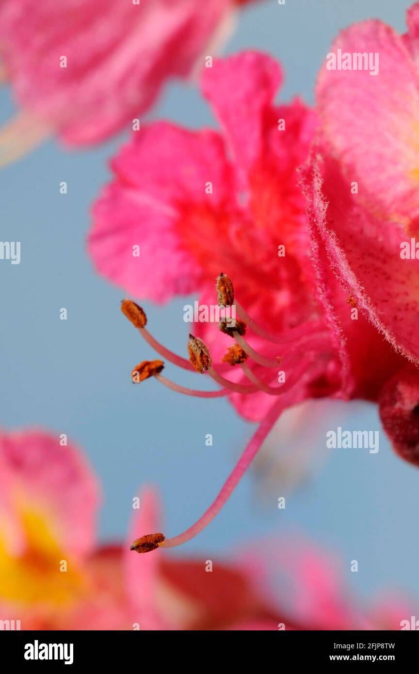 Red chestnut (Aesculus carnea), Red flowering horse chestnut, Red ...