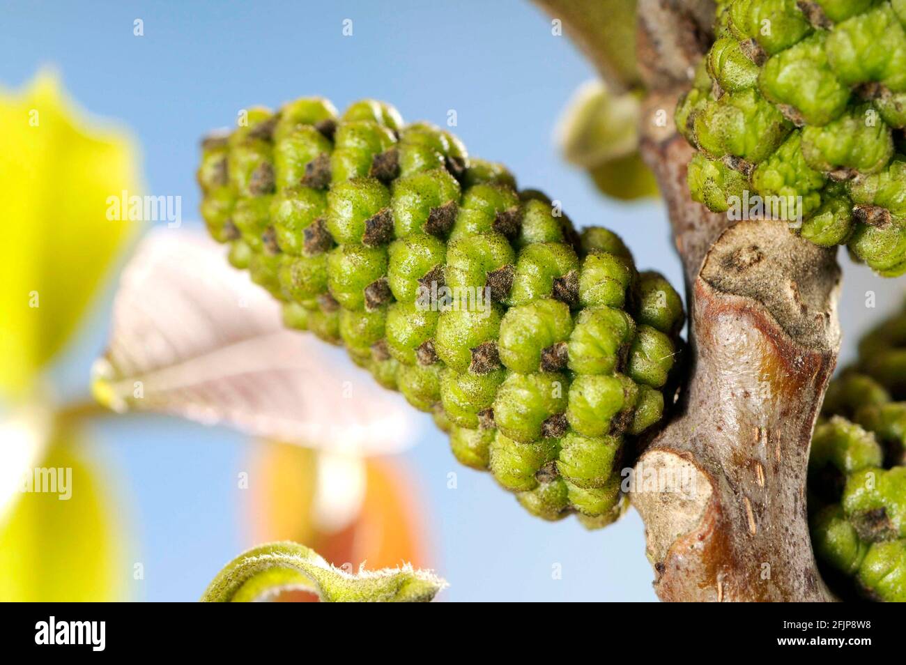 Walnut, inflorescence (Juglans regia Stock Photo - Alamy