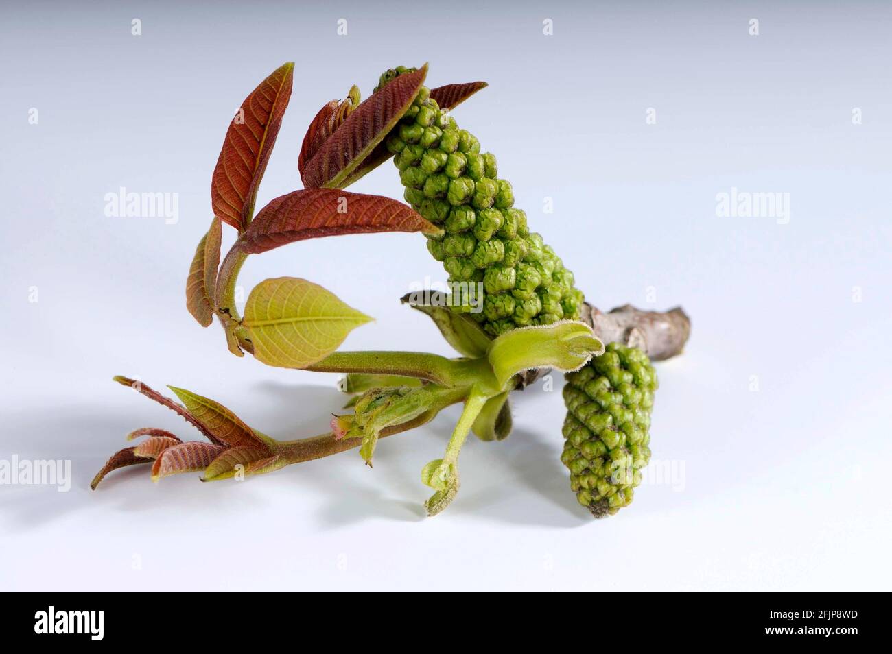 Walnut, inflorescence (Juglans regia Stock Photo - Alamy