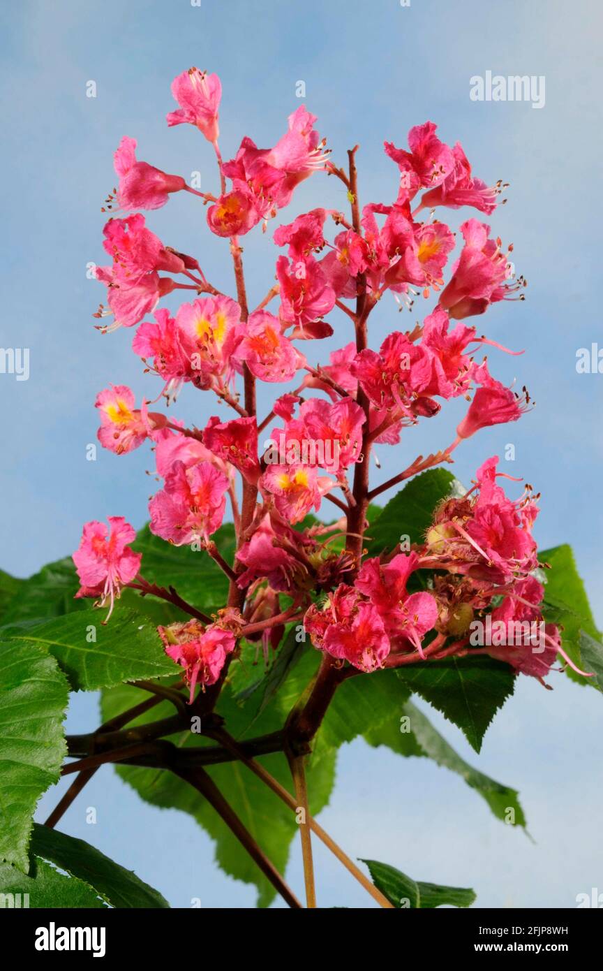 Red chestnut (Aesculus carnea), Red flowering horse chestnut, Red ...