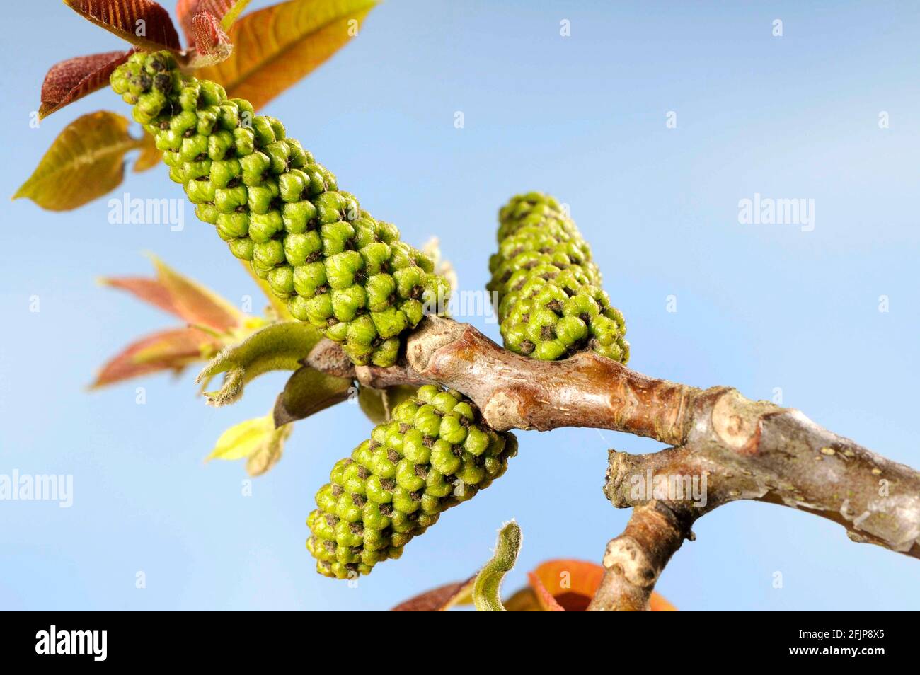 Walnut, inflorescence (Juglans regia Stock Photo - Alamy
