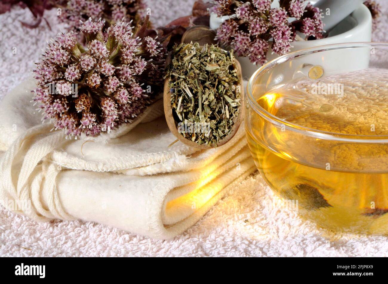 Common butterbur, cup butterbur tea (Petasites hybridus Stock Photo - Alamy