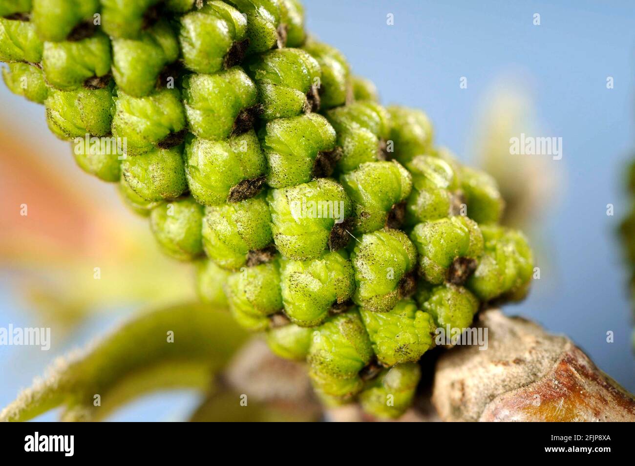 Walnut, inflorescence (Juglans regia Stock Photo - Alamy