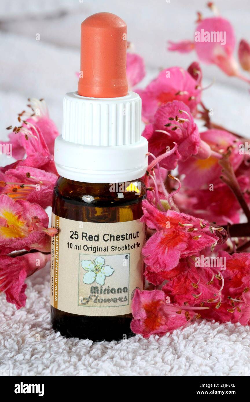 Bottle with Bach flower drops, Red chestnut (Aesculus carnea), Red ...