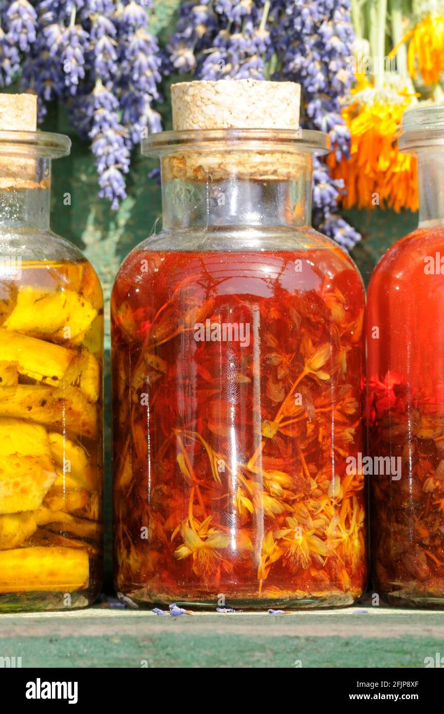Herbal Oil With St John S Wort St John S Wort Oil Herbal Oil Stock