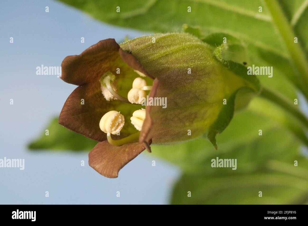 Belladonna (Atropa belladonna Stock Photo - Alamy