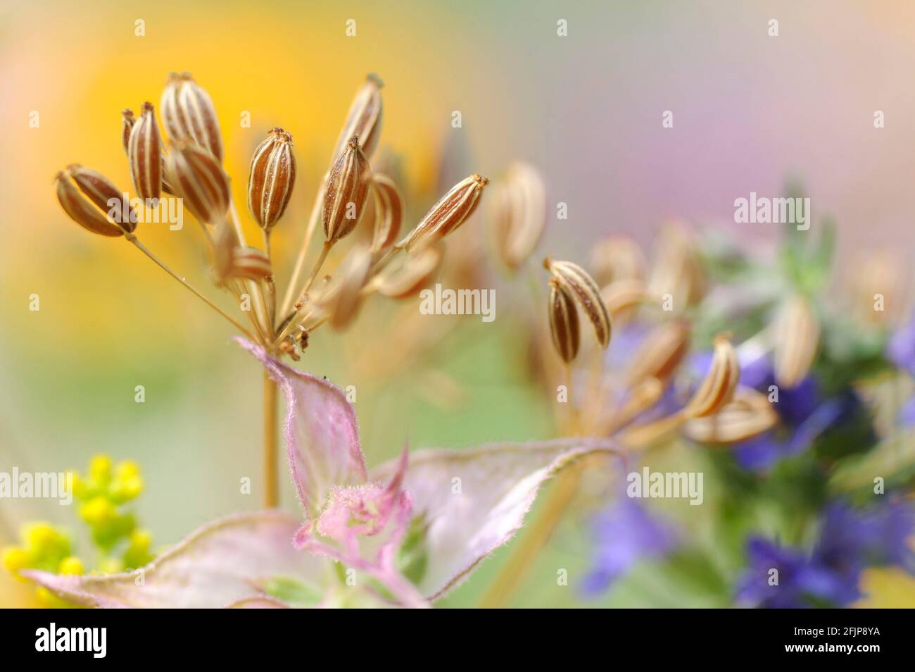 Common fennel (Foeniculum vulgare), seeds, wild fennel Stock Photo - Alamy