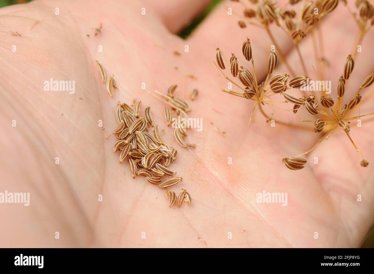 Common fennel (Foeniculum vulgare), seeds, wild fennel Stock Photo - Alamy