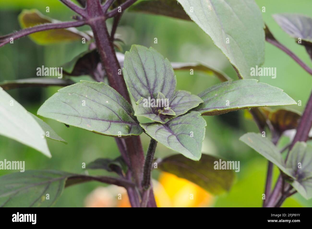 Basil Magic blue (Ocimum hybide Stock Photo - Alamy