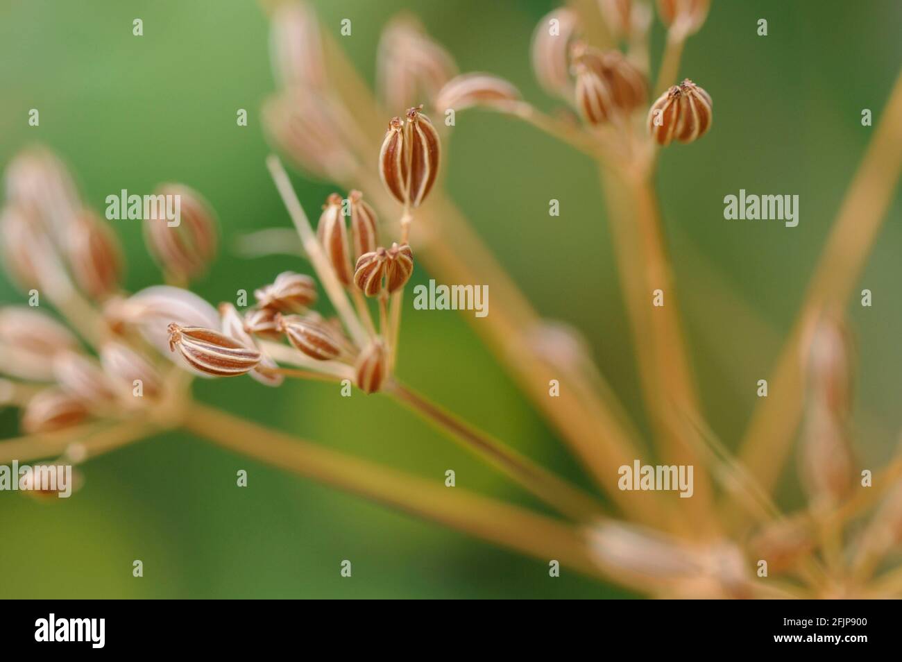 Common fennel (Foeniculum vulgare), seeds, wild fennel Stock Photo - Alamy
