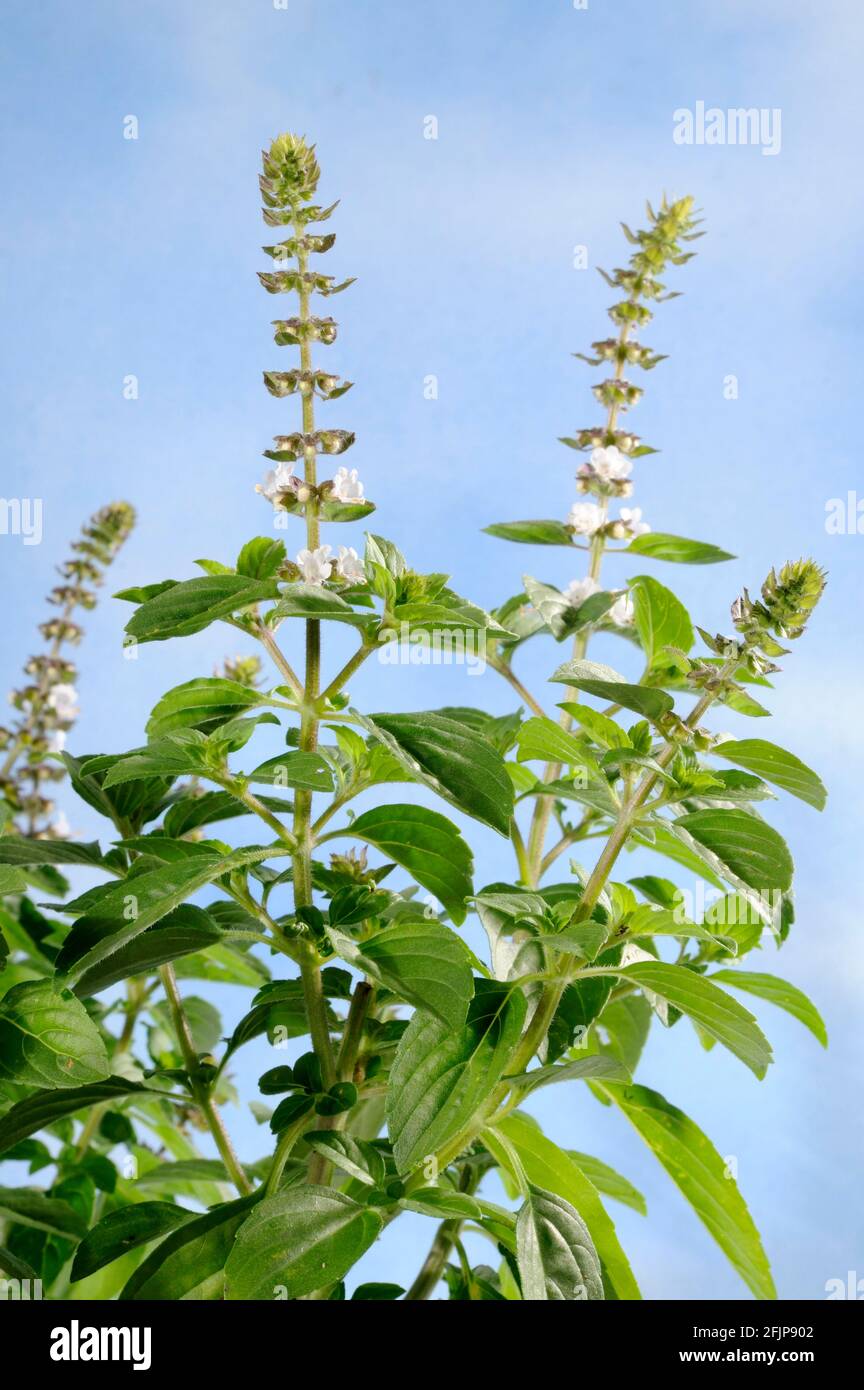 Basil Magic white (Ocimum hybide Stock Photo - Alamy