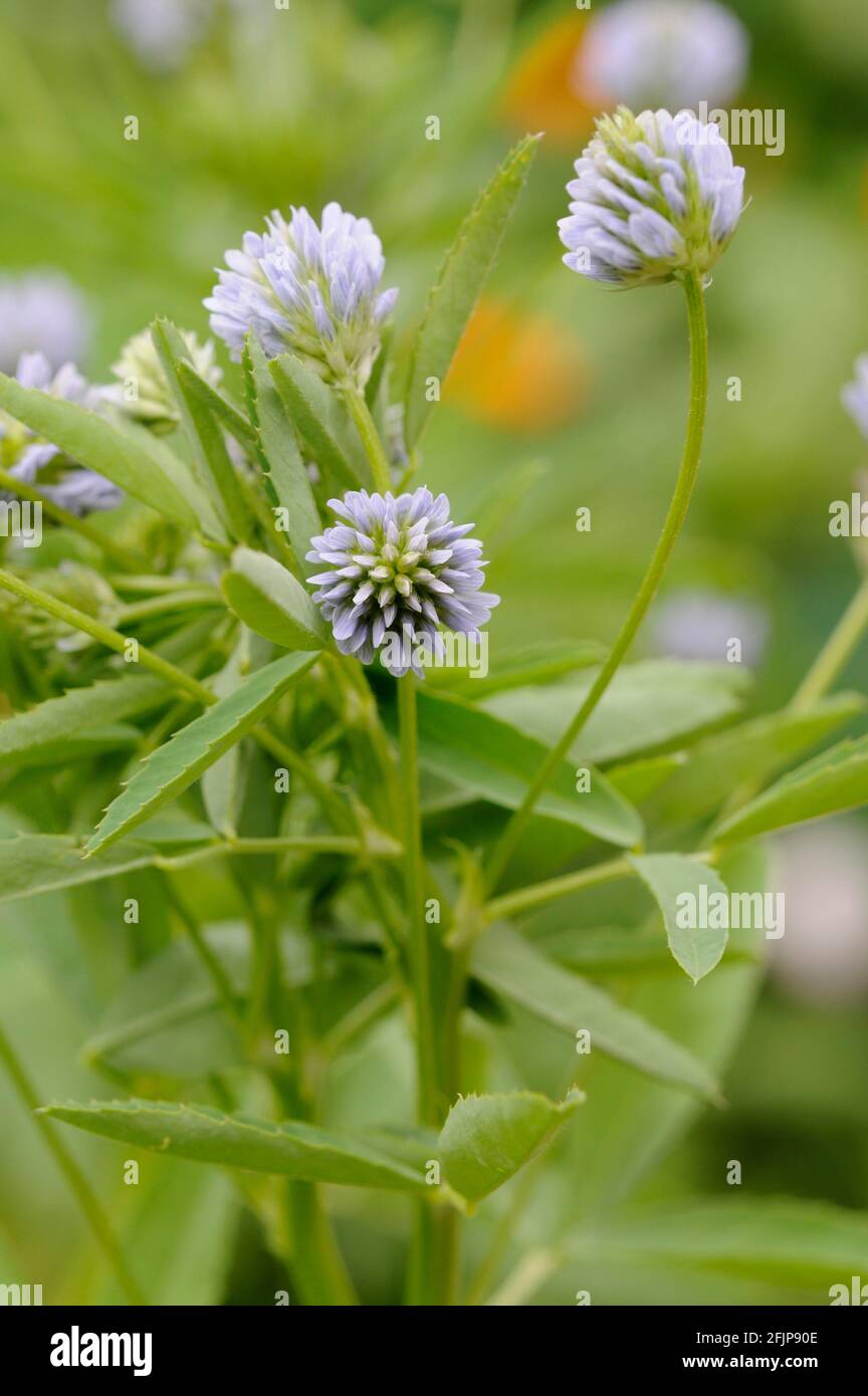 Blue Melilot High Resolution Stock Photography and Images - Alamy