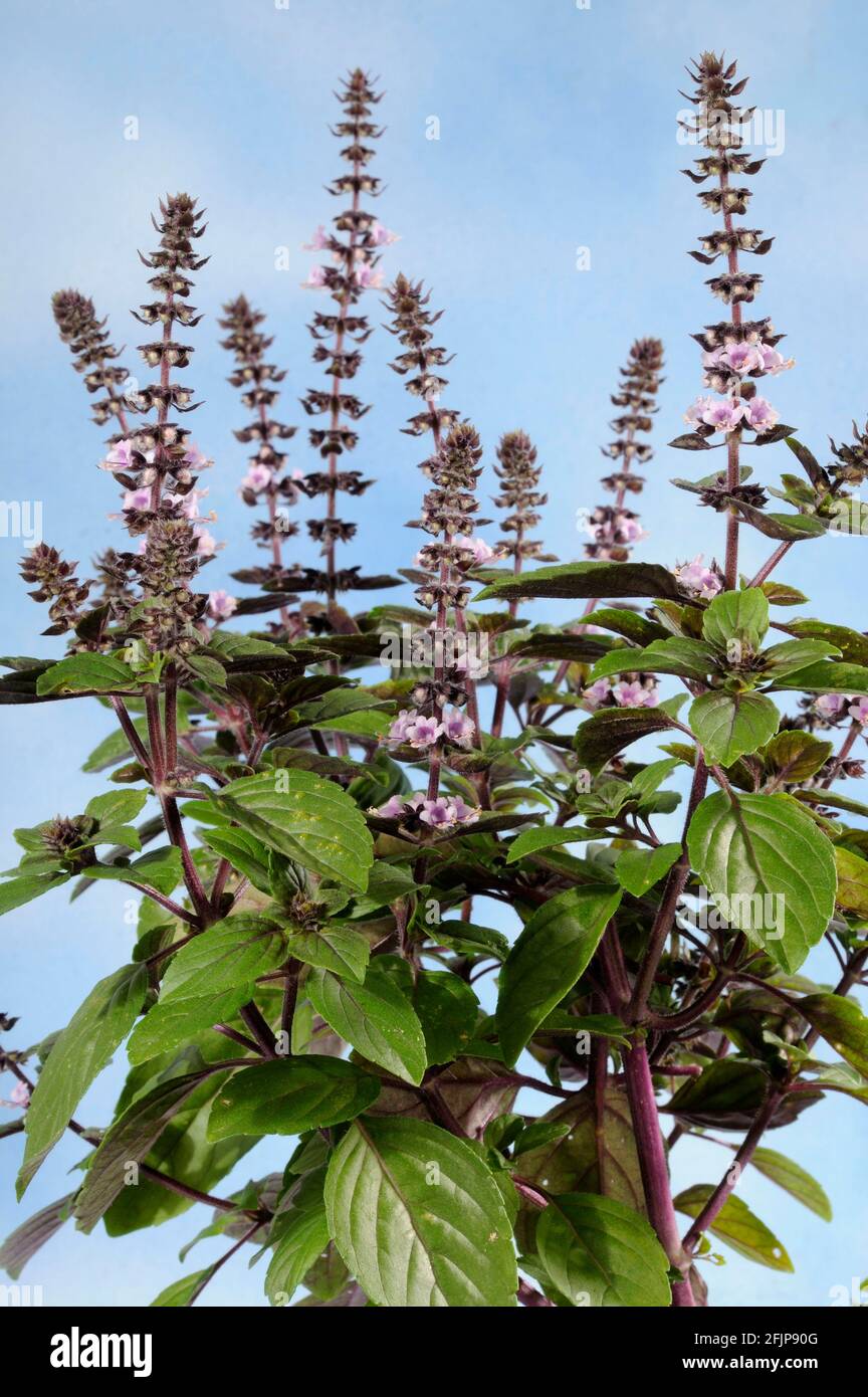 Basil Magic blue (Ocimum hybide Stock Photo - Alamy