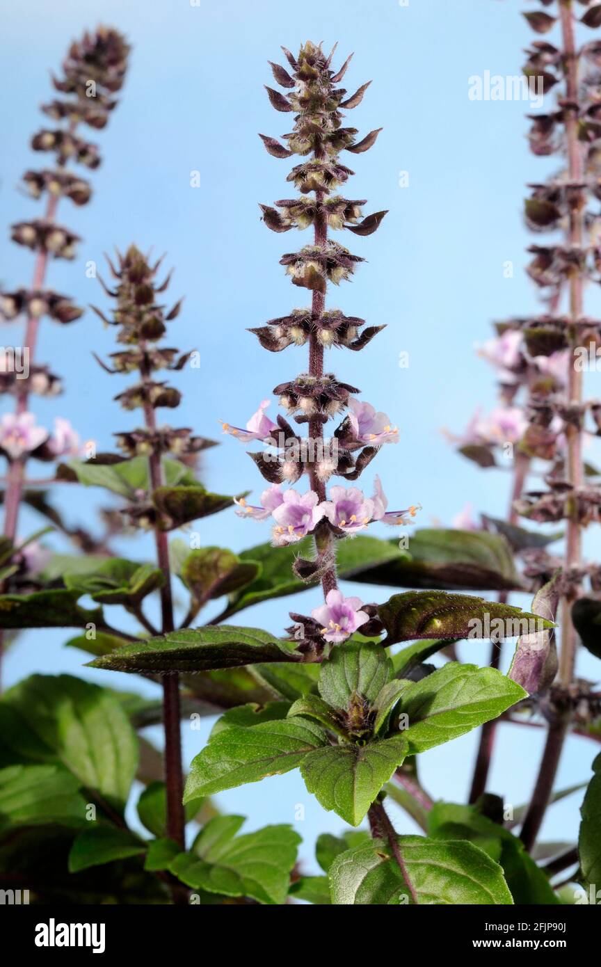 Basil Magic blue (Ocimum hybide Stock Photo - Alamy