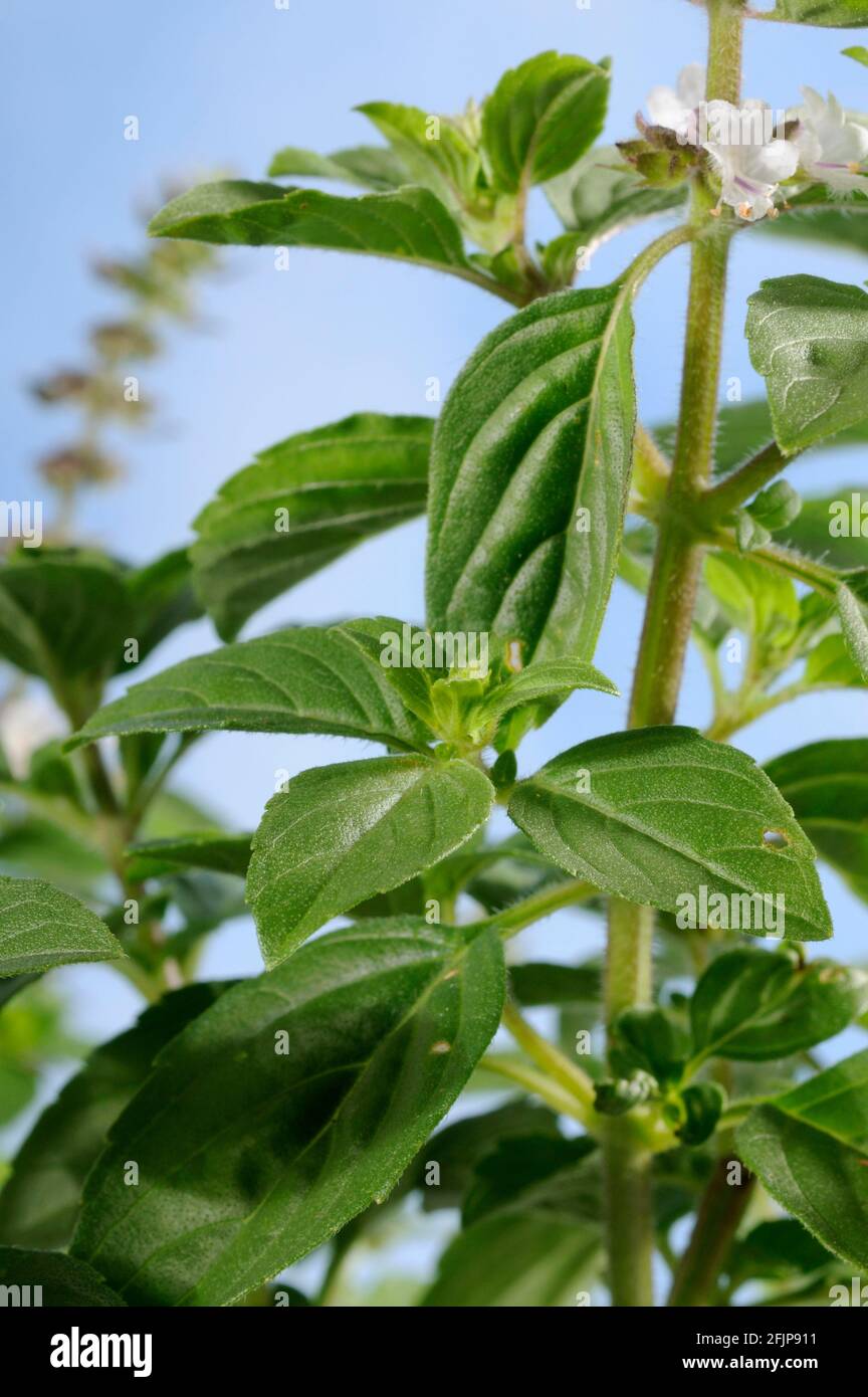 Basil Magic white (Ocimum hybide Stock Photo - Alamy