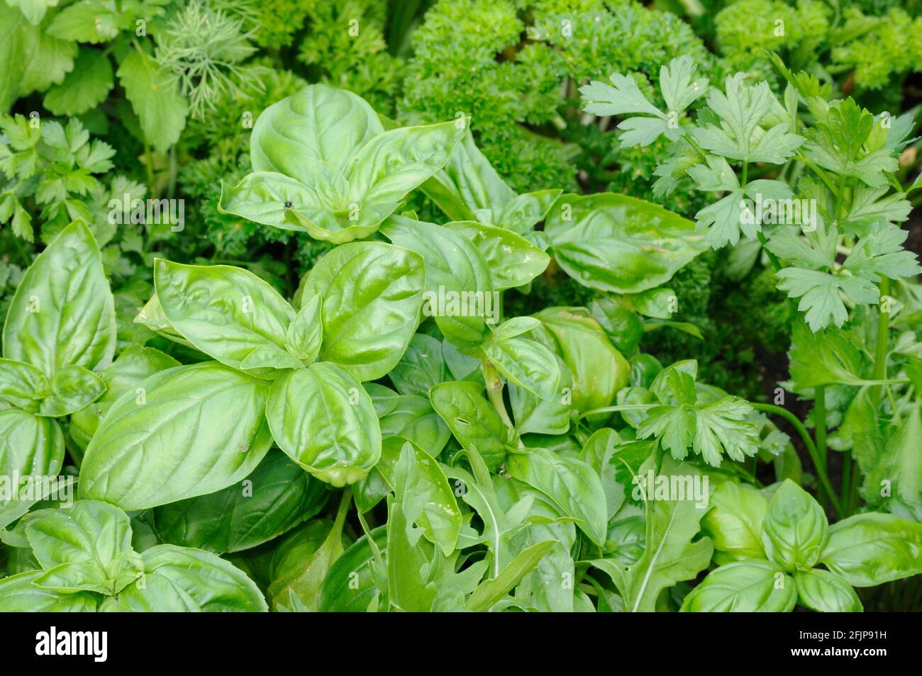 Genovese basil (Ocimum basilicum Stock Photo - Alamy