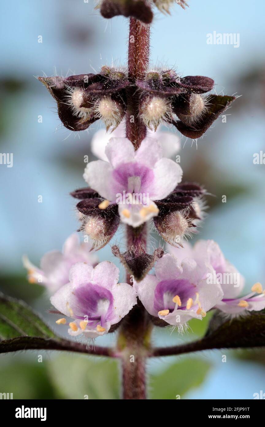 Basil Magic blue (Ocimum hybide Stock Photo - Alamy