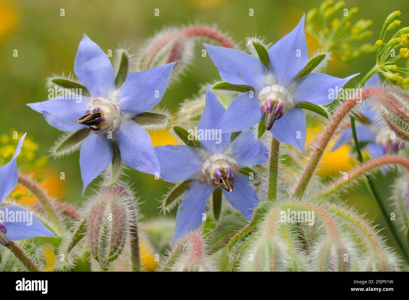 Botany boraginaceae borage hi-res stock photography and images - Alamy