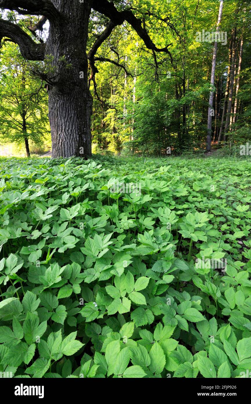 Ground elder, fenugreek, trefoil, goat's-foot, goosefoot, goat's-tail ...