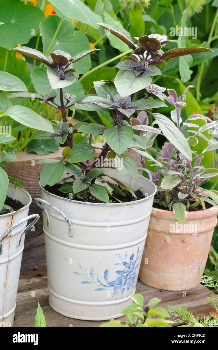 Basil Magic blue (Ocimum hybide Stock Photo - Alamy